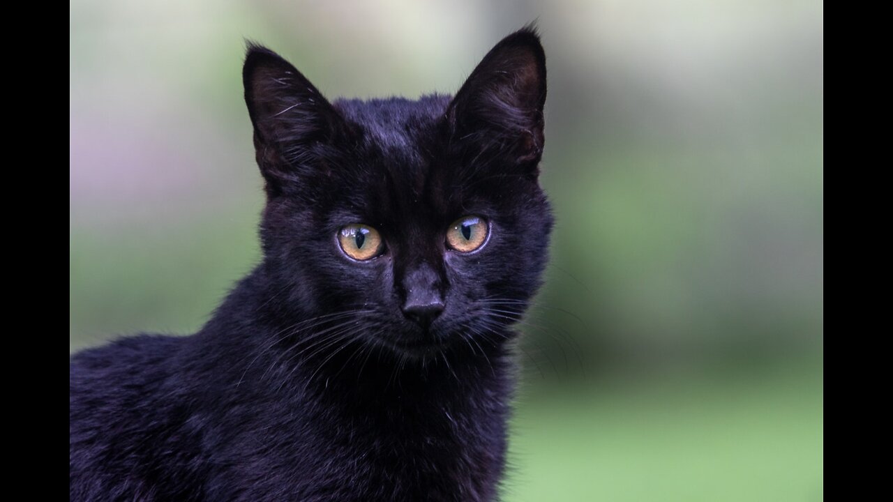 Basic Cat Training Tips & Tricks 30 To Teach Your Cat