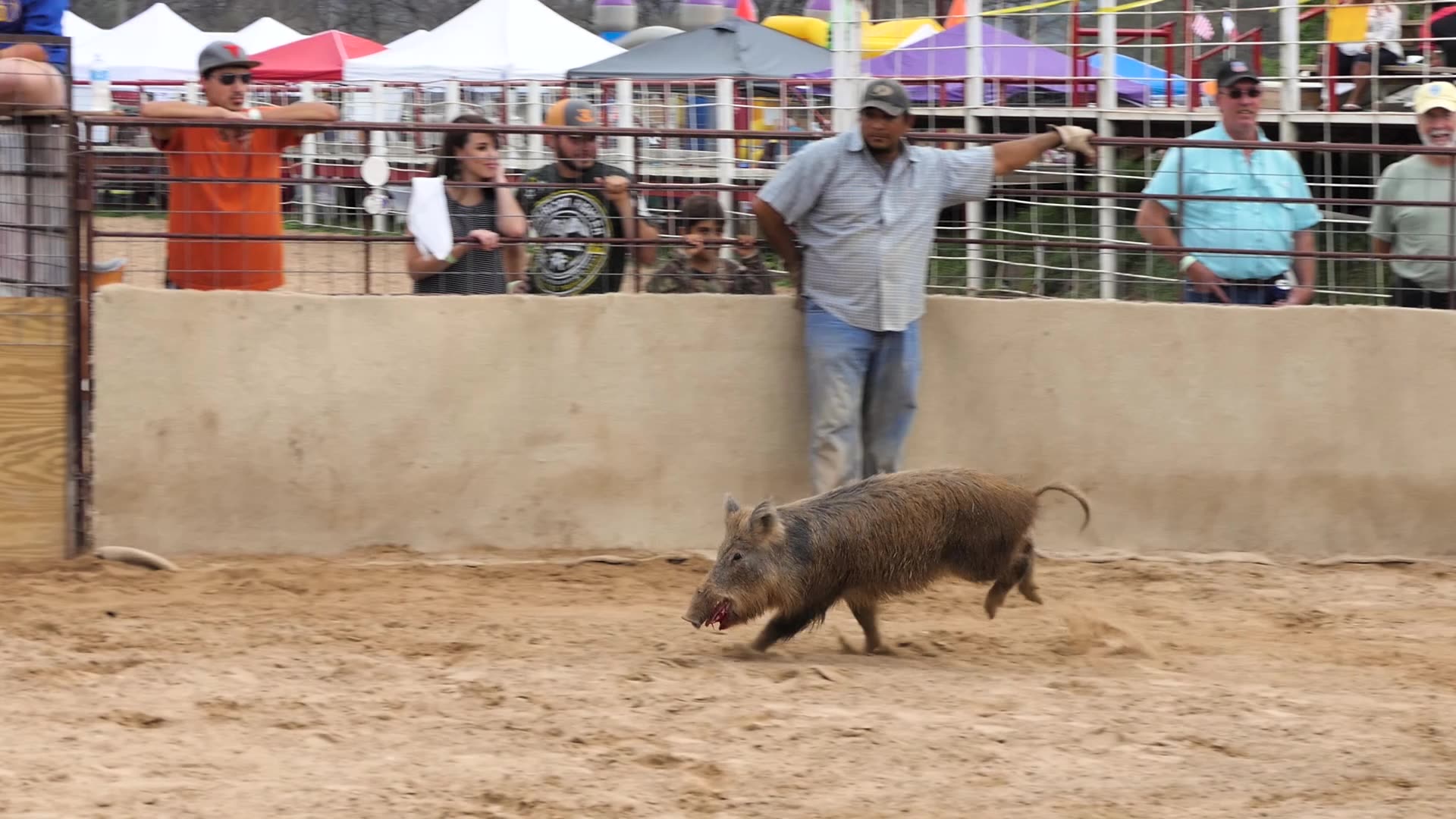 Bandera Ham Rodeo - Count Pigla
