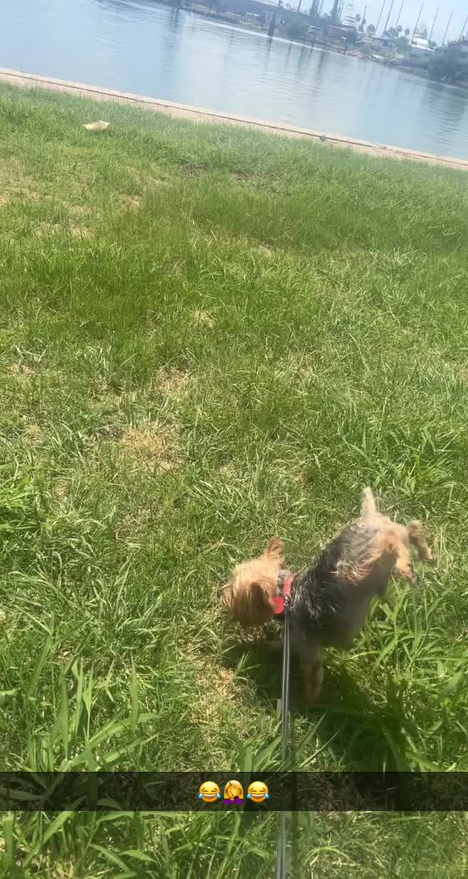 Pooch's Peculiar Potty Posture