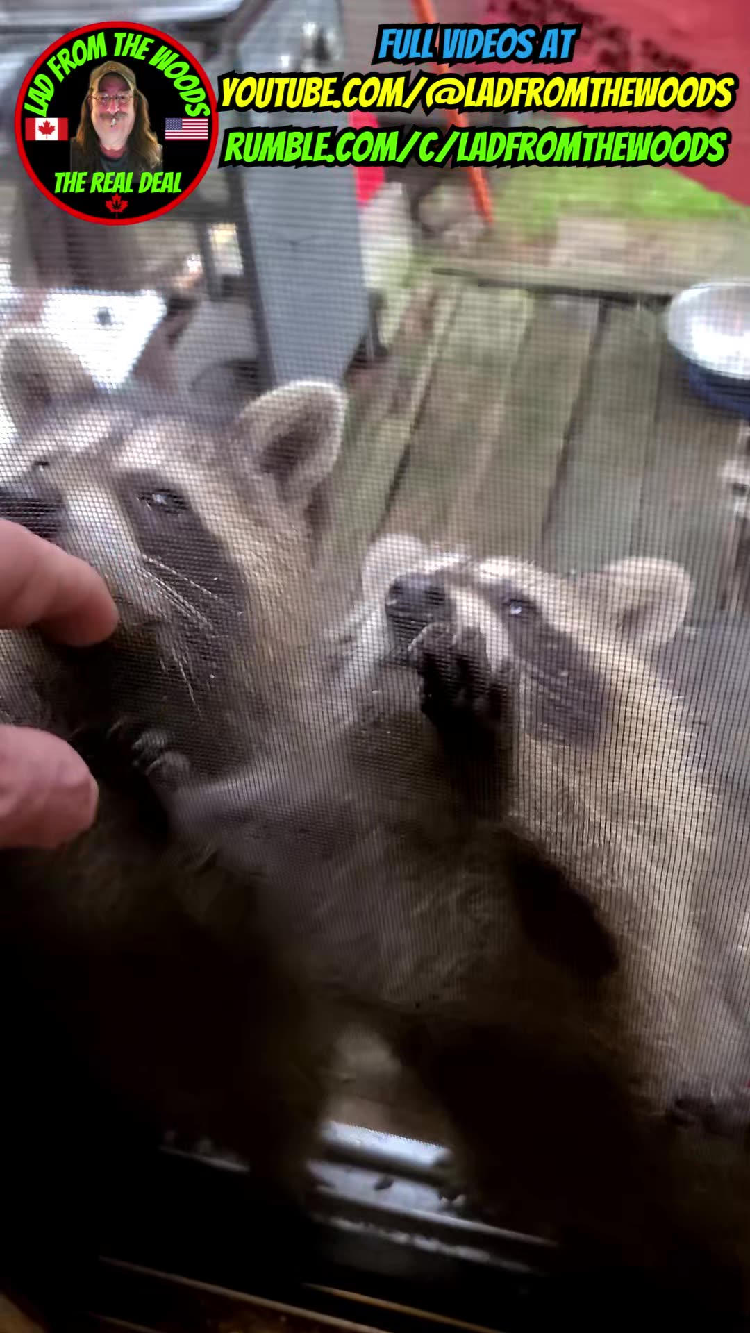 08-03-23 Determined Baby Raccoons | The Lads Camp Vlog-007 | #shorts