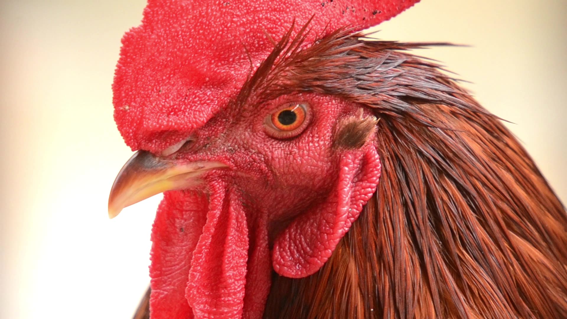 Get Up Close and Personal with the Most Majestic Rooster You've EVER ...