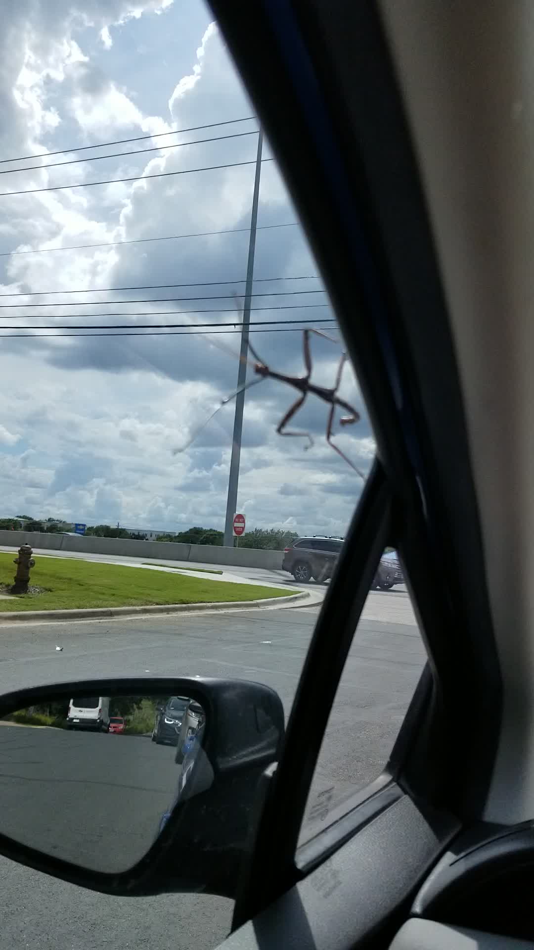 PT 3 GIANT Texas Walking Stick Get'n Closer!