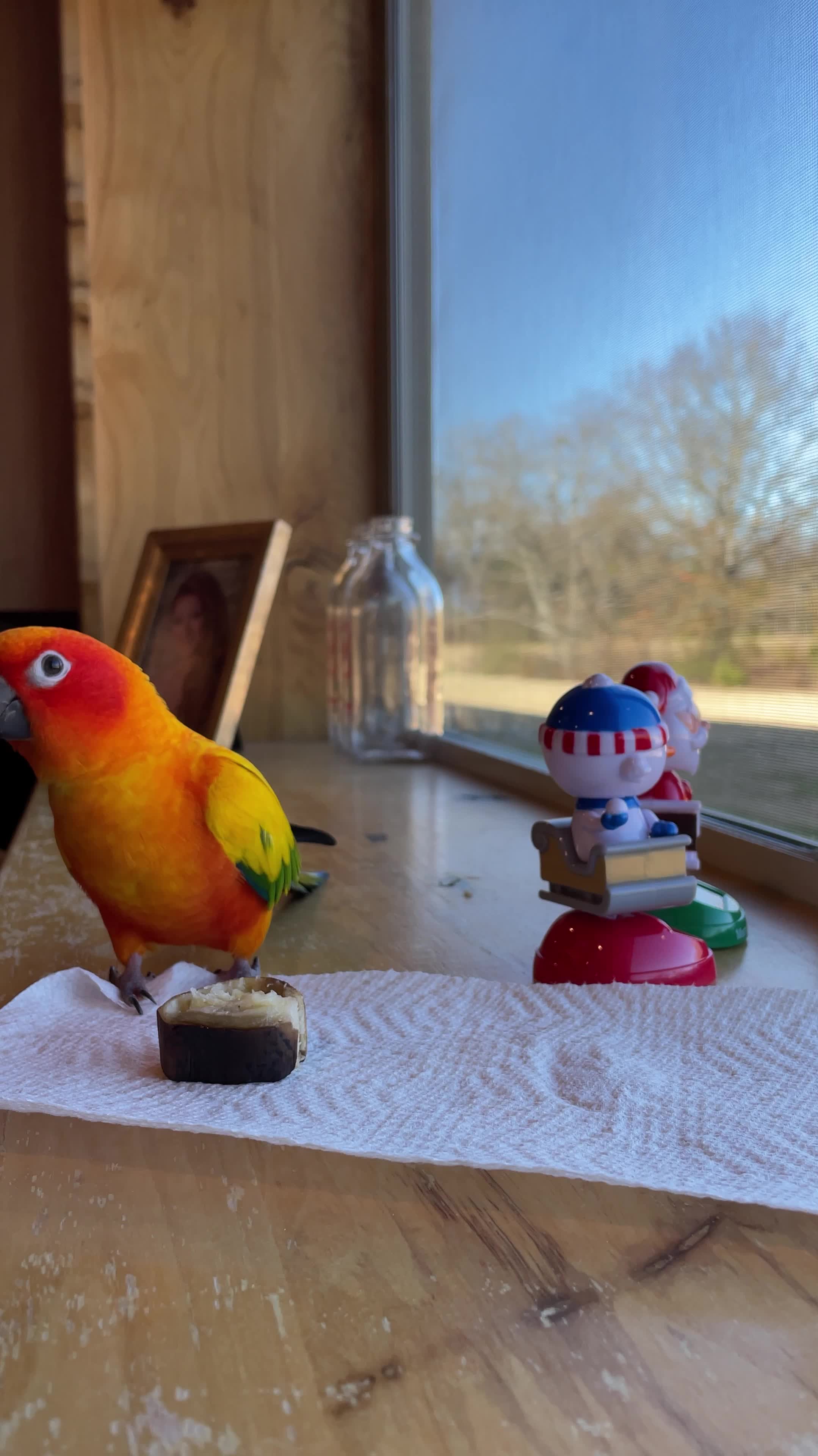 Parrot dances with bobble head buddies while eating banana