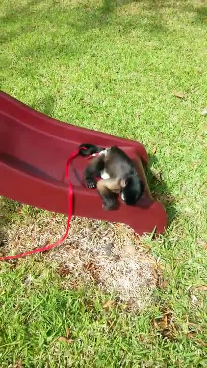 Capuchin monkey knows exactly how to use slide