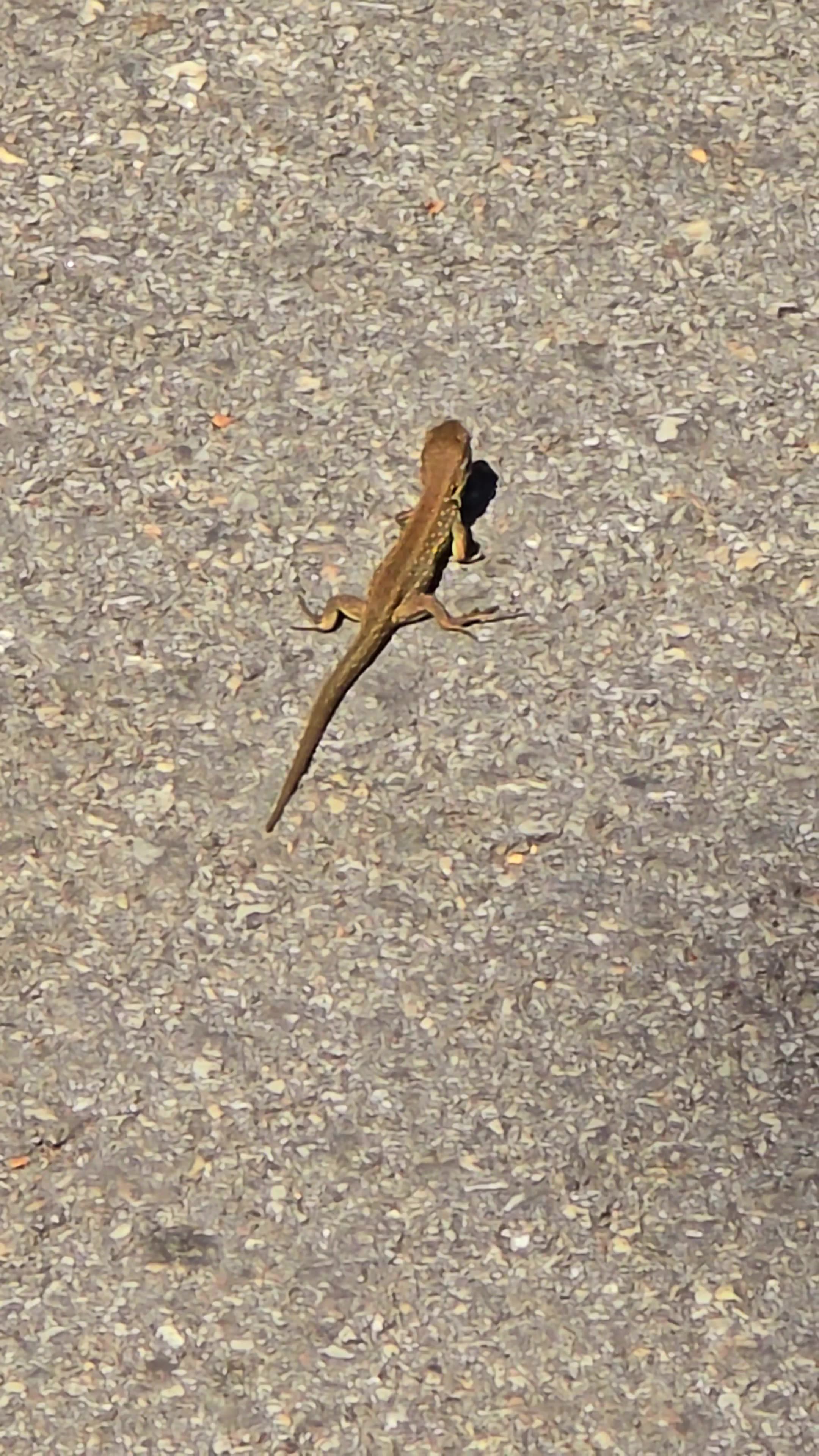Mini lizard running across a cycle path / cute lizard in nature.