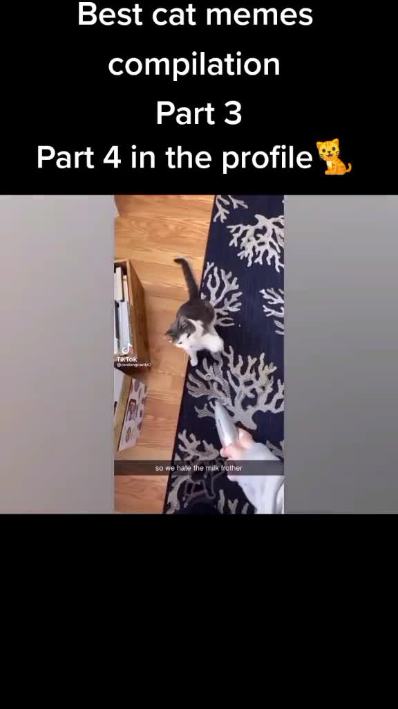 10 best cat memes compilation facts you you might not think of #002