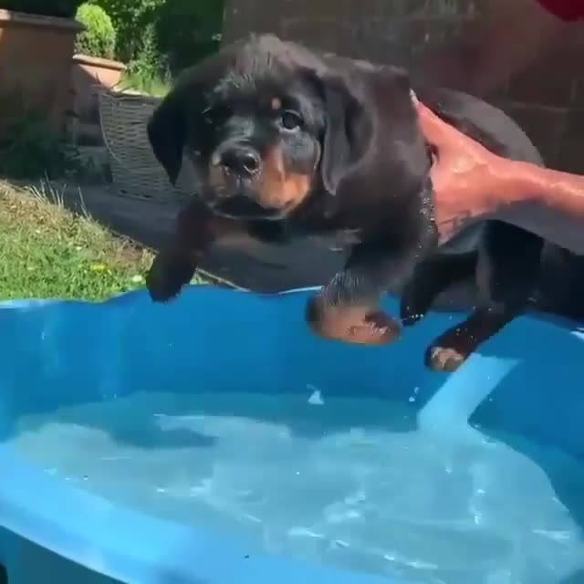 Rottweiler Floofers First Paddle
