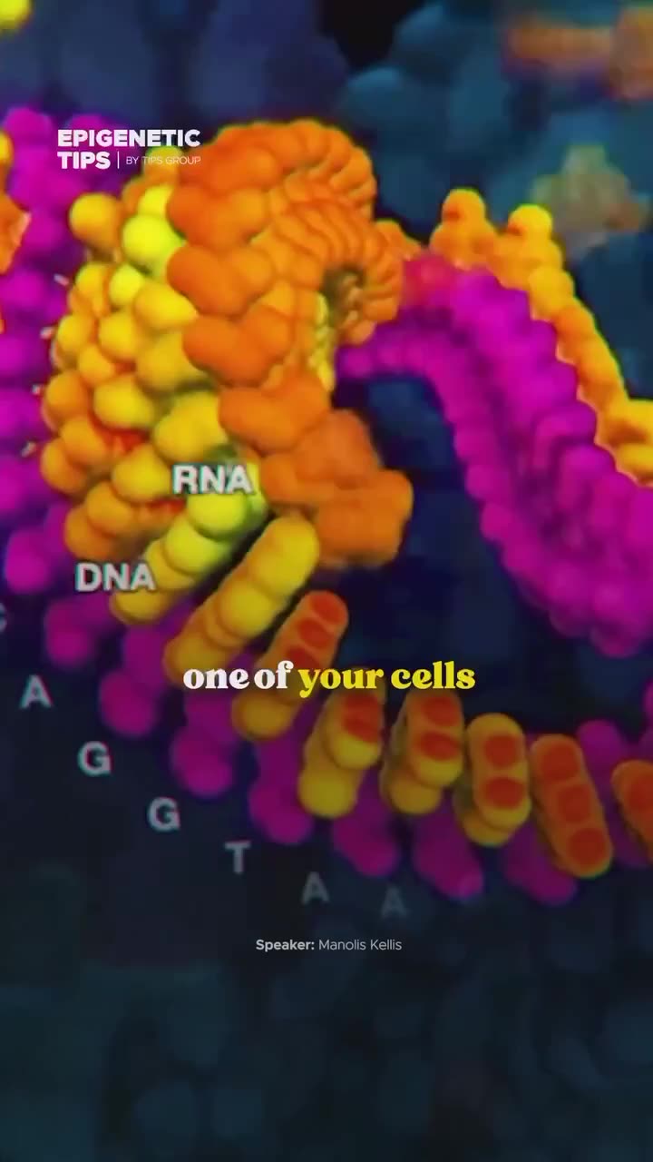 HUMAN EPIGENOME