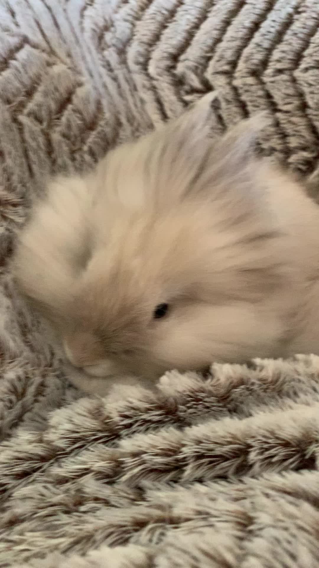 My Cute Bunny