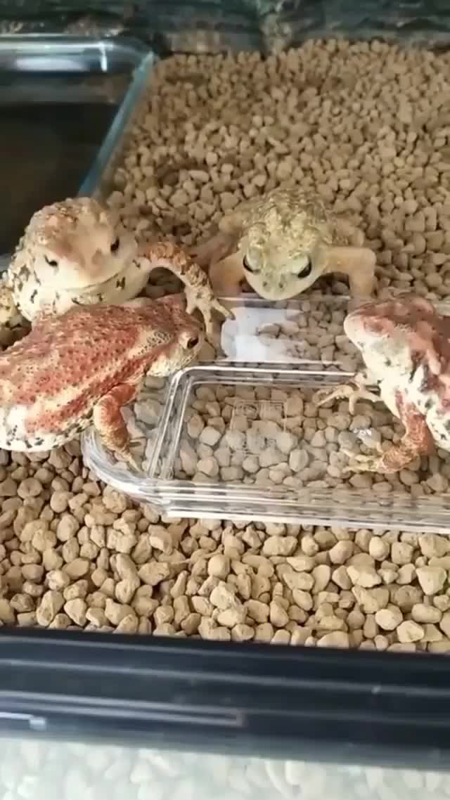Frogs eating breakfast