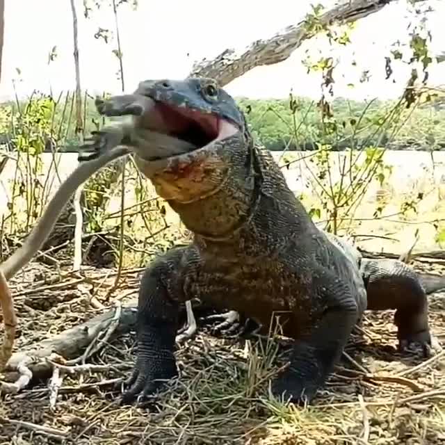 Thalagoya preys on a monkey