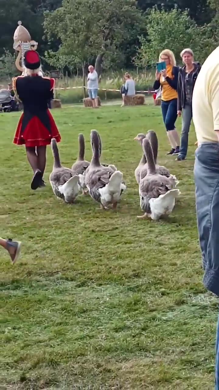 the geese are marching