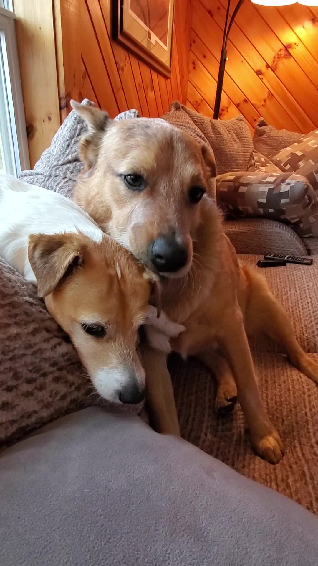 Big dog puts little dog in headlock