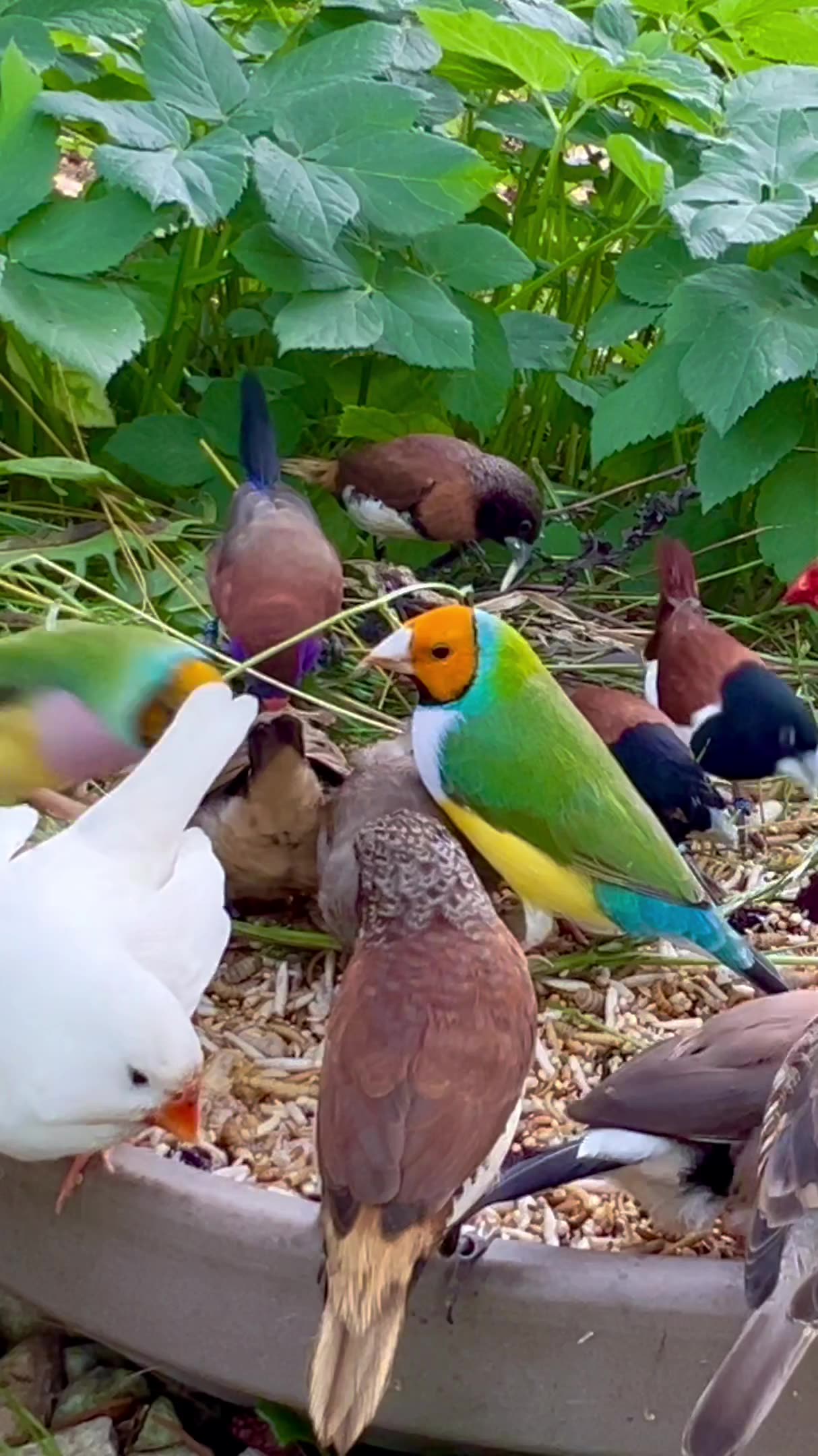 flock of mix species finches in outdoor bird aviary