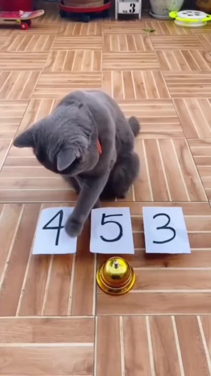 Cat IQ level testing