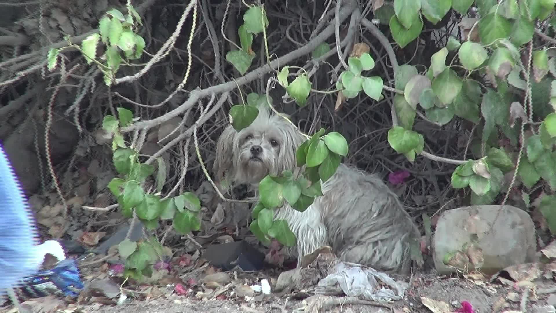 Scared homeless dog tried to bite his rescuers. See what happens next ...
