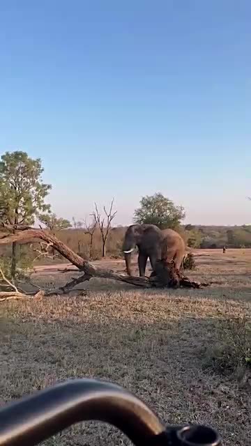 Elephant bull shows incredible power to push over huge tree
