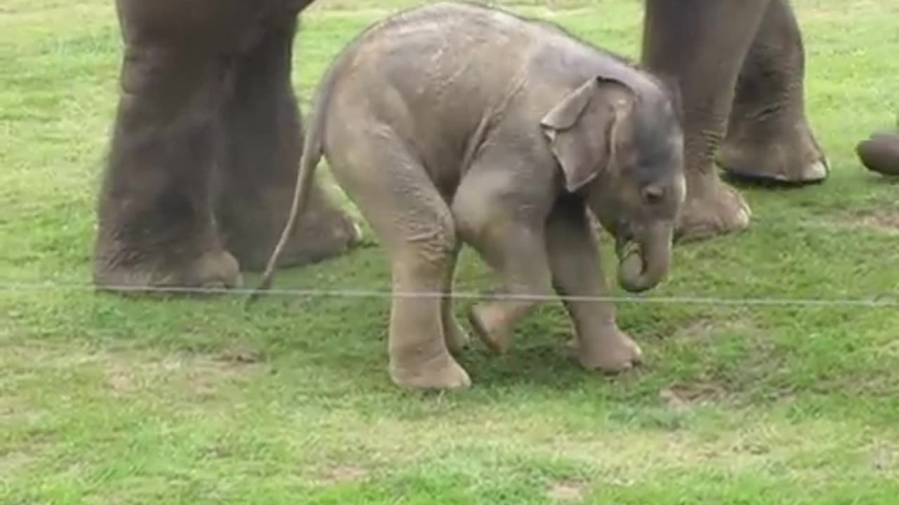 #Cute baby elephant's first steps -and steps on his trunk! Adorable! At ...
