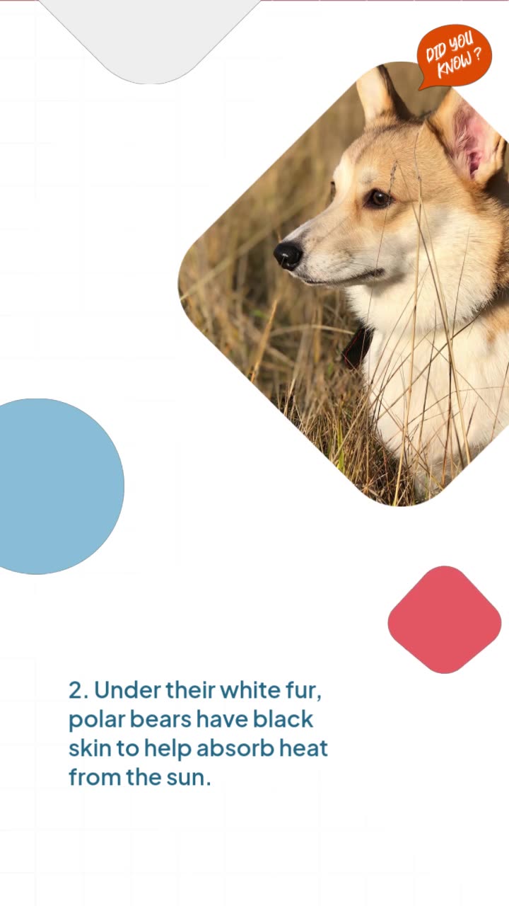 Top 5 Weird But True Facts About Animals To Amaze and Surprise Everyone