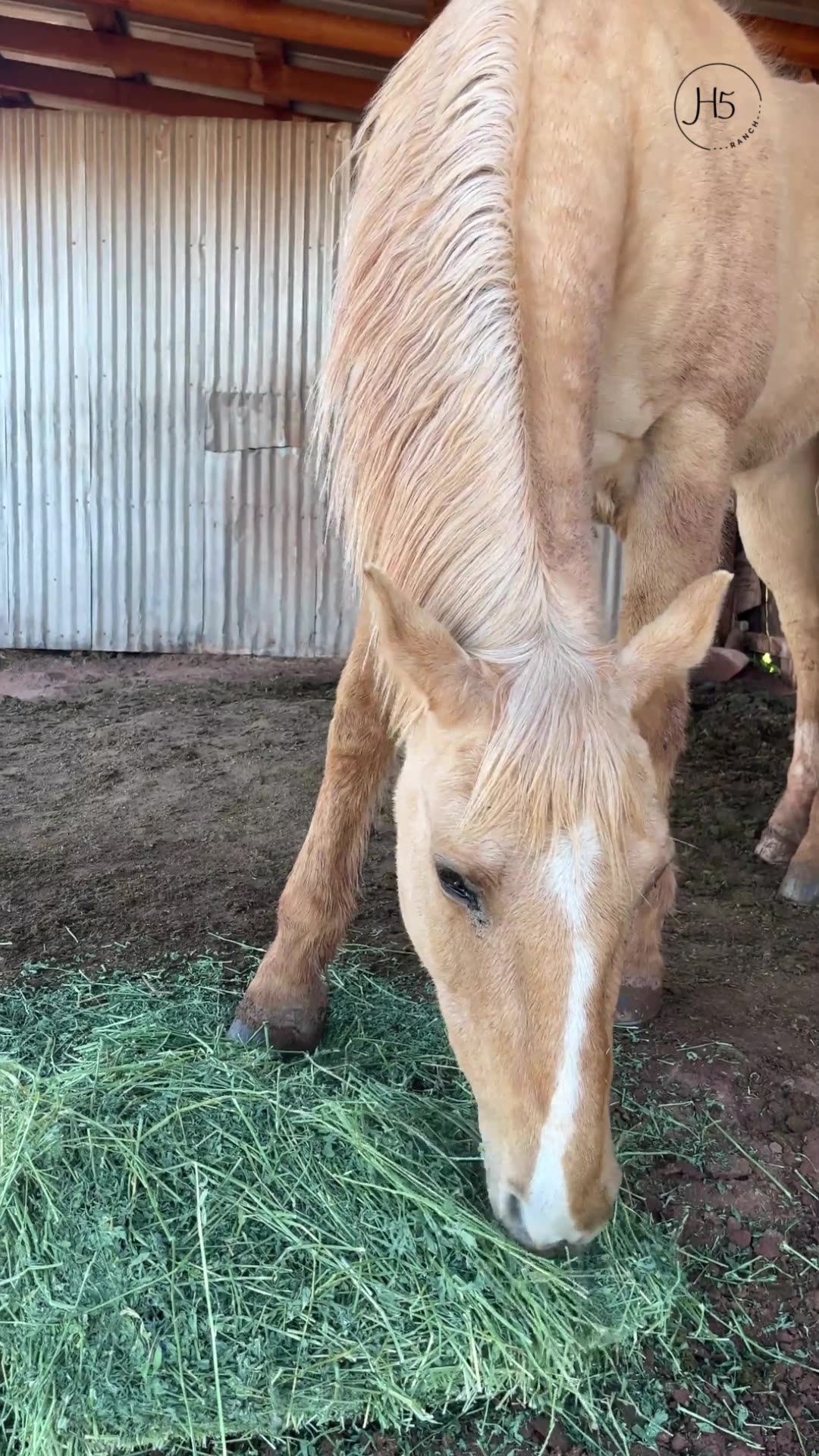 Neighs & Nibbles: Start Your Day with Lightning, the Palomino Prodigy 🐴💫
