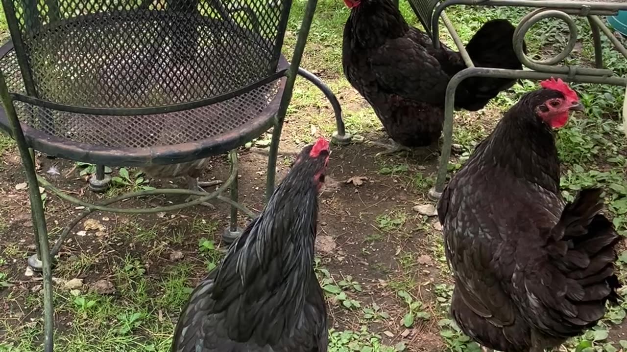 Chickens Scatter When They Hear The Hawk