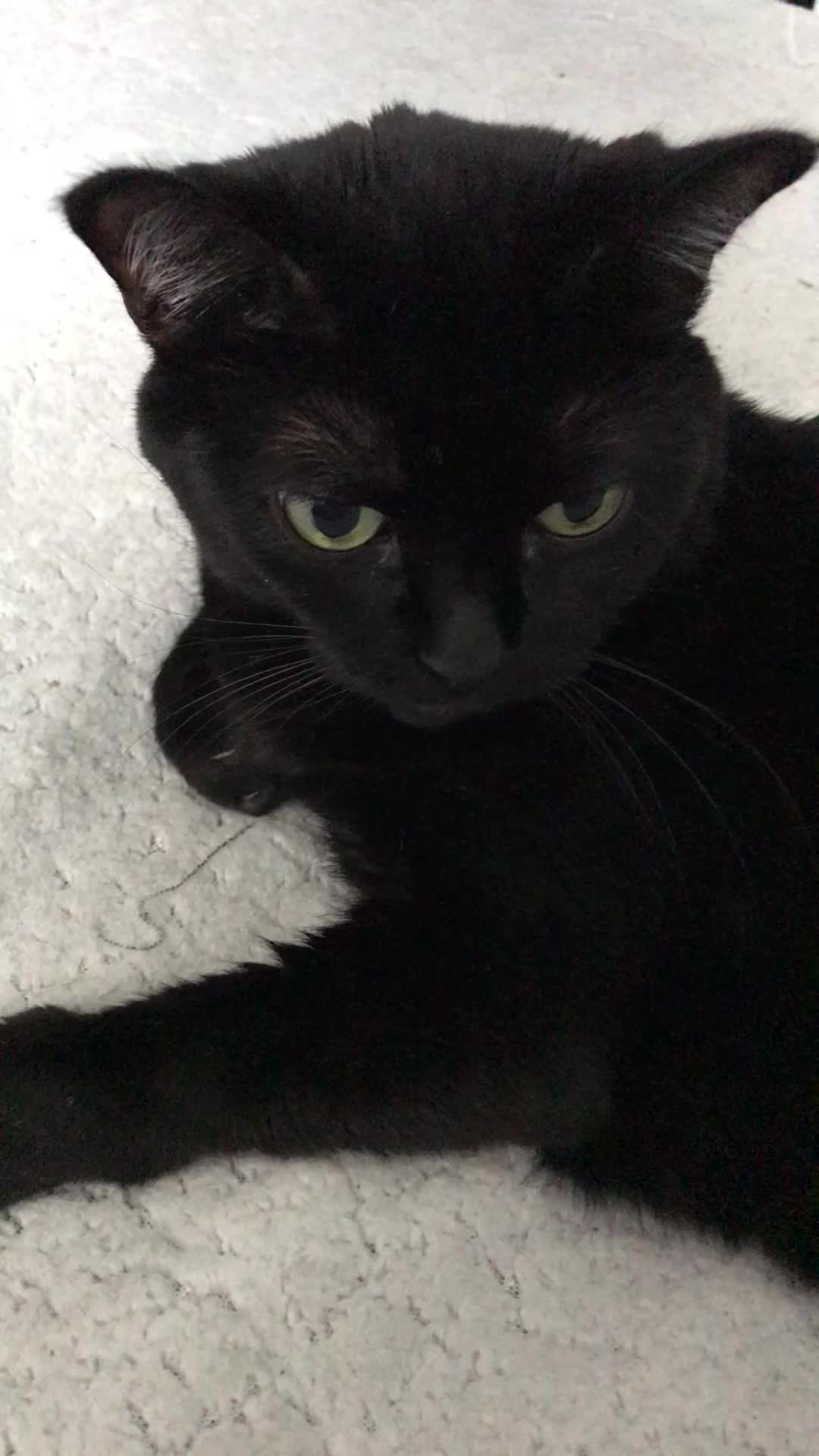 Mini the cat doing what cats do