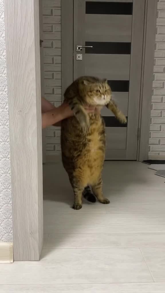 fat cat dance