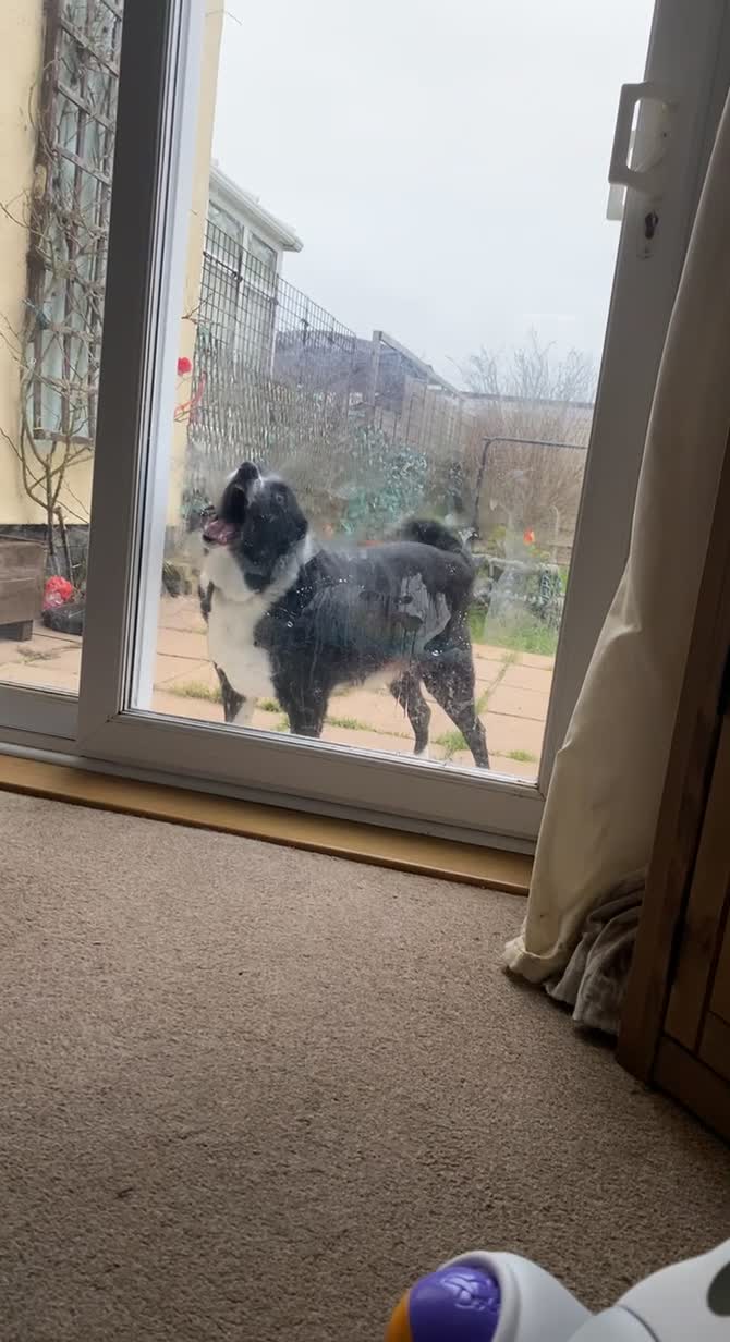 Dog Likes to Lick Windows