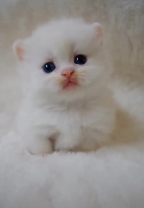 Cute baby animals Videos Compilation cute moment of the animals ...