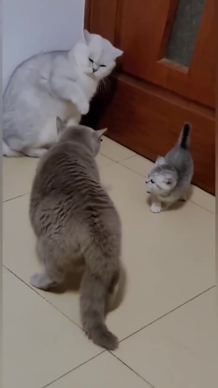 Hilarious Cat Shenanigans! 😸 Laugh Your Heart Out with the Funniest ...