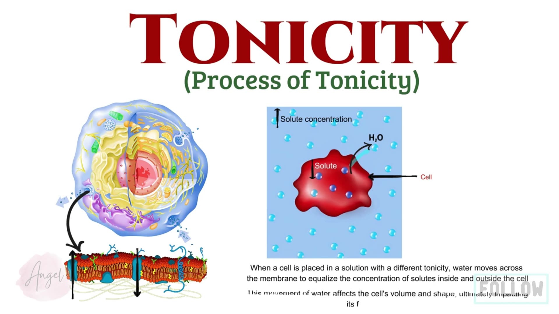 Tonicity Explained_ Hypotonic, hypertonic, Isotonic, A Comprehensive Guide