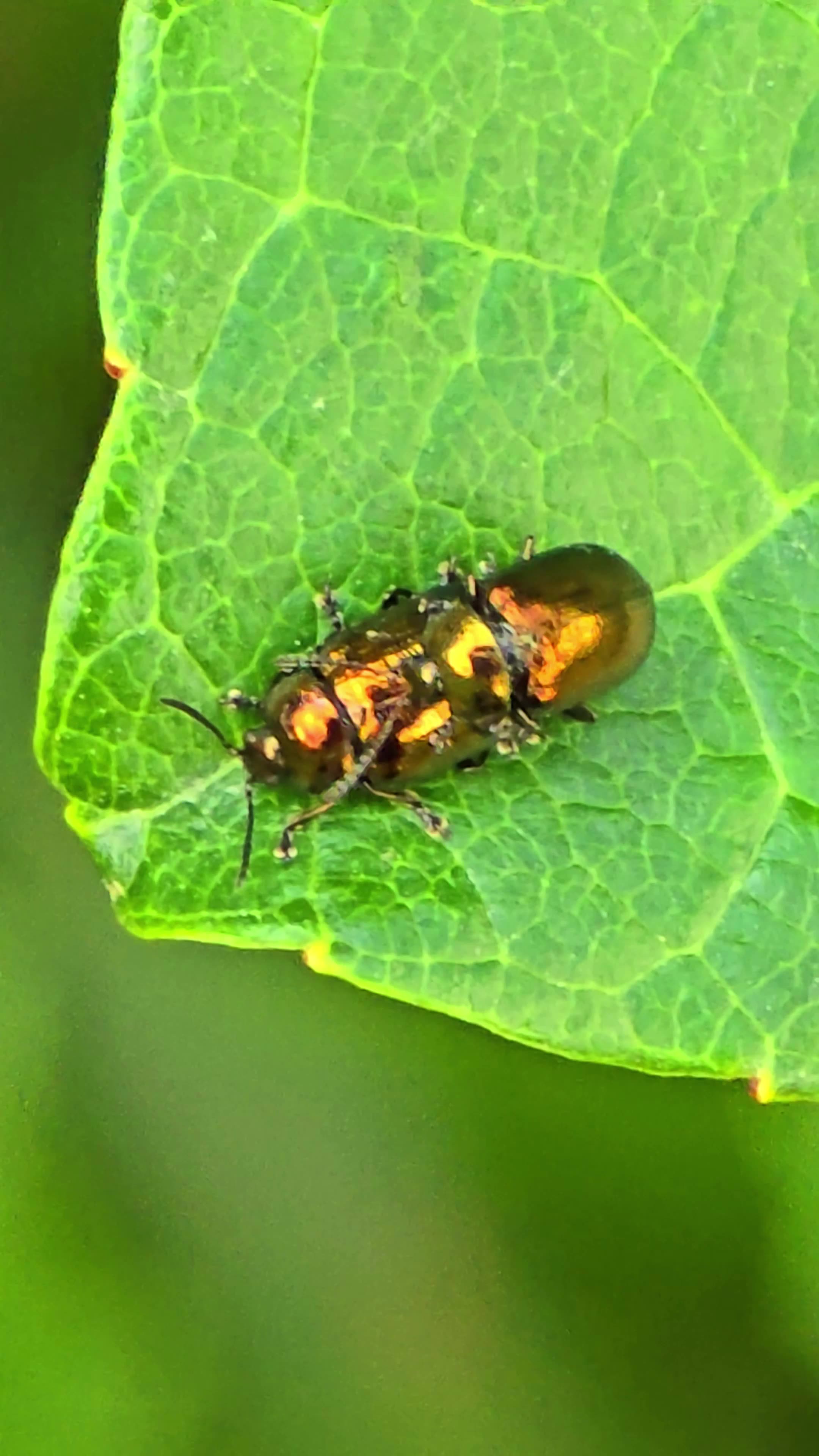 Golden beetles mating / beautiful insects in nature.