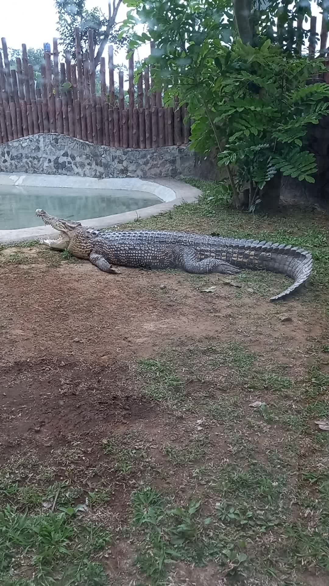 relaxed crocodile