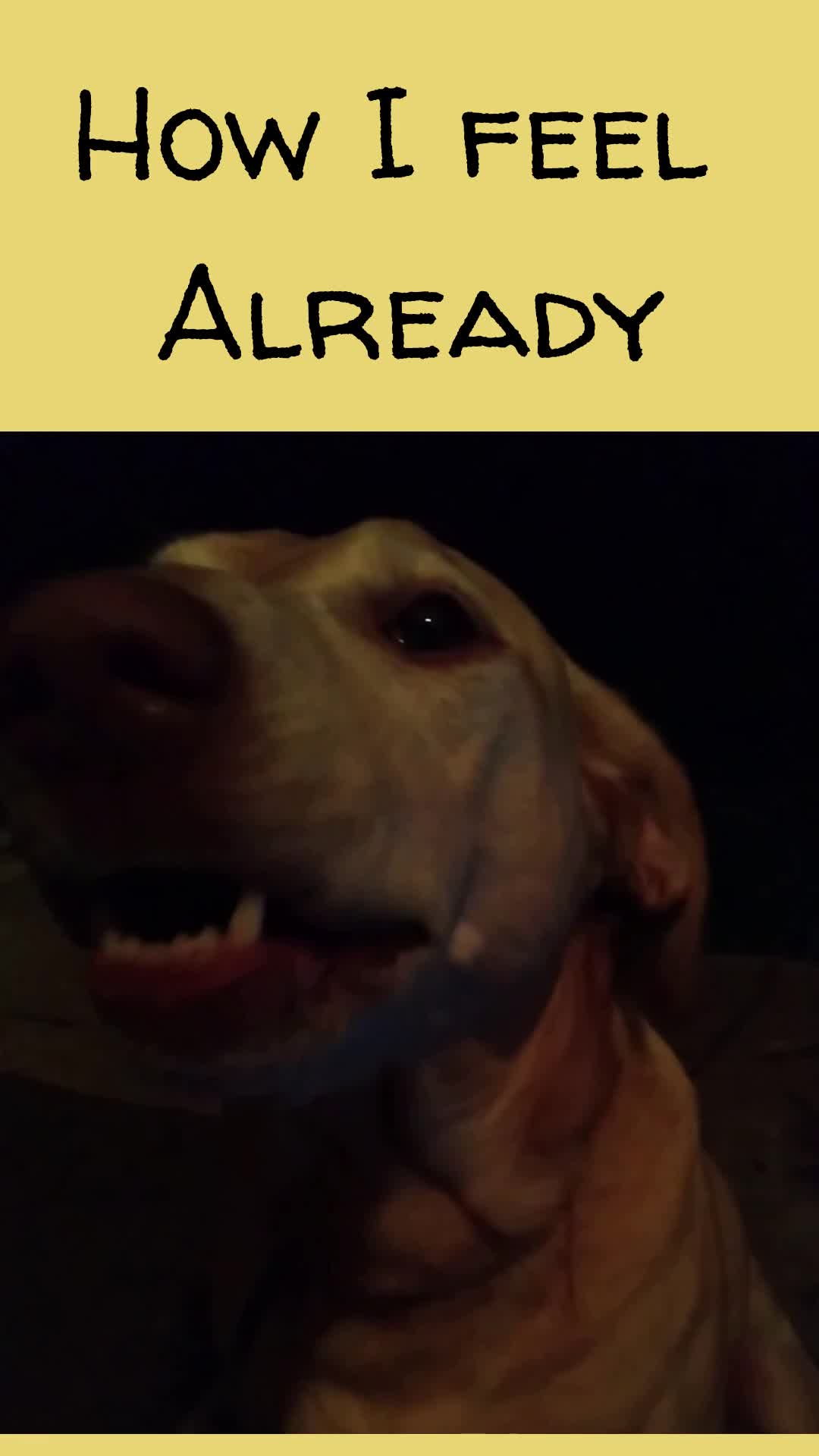 This Is How Molly Is Feeling Today.