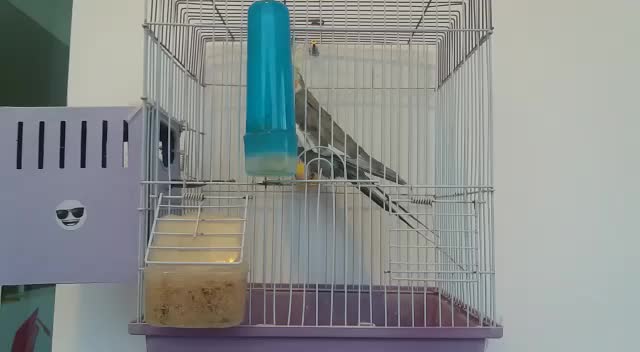 The most beautiful Arab parrot