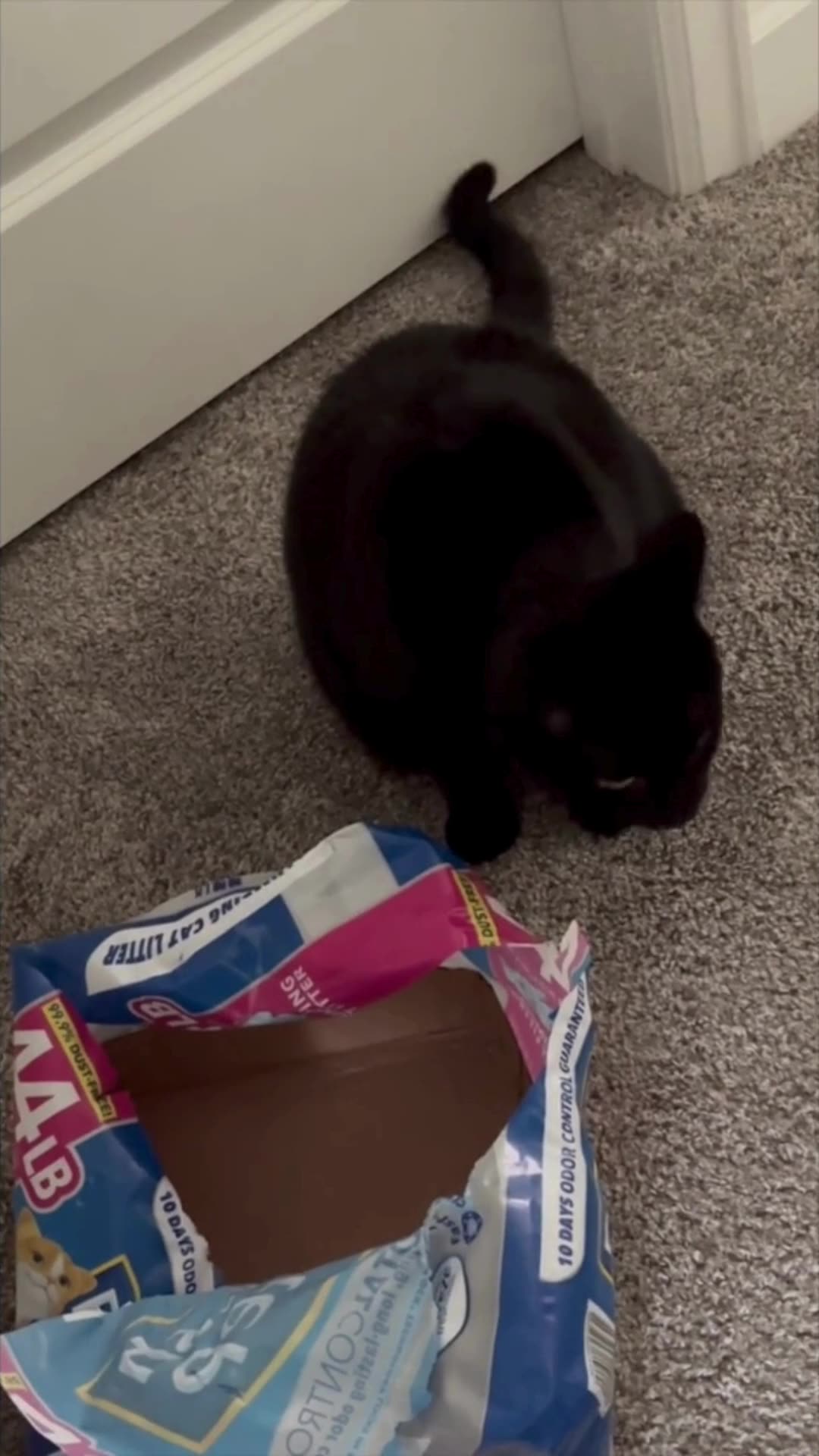 Adopting a Cat from a Shelter Vlog - Cute Precious Piper Guards Her Cat ...