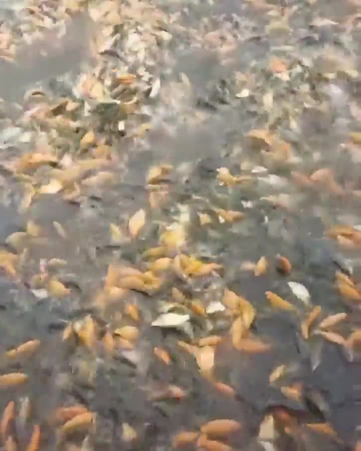 This is a beautiful and charming water-dwelling species
