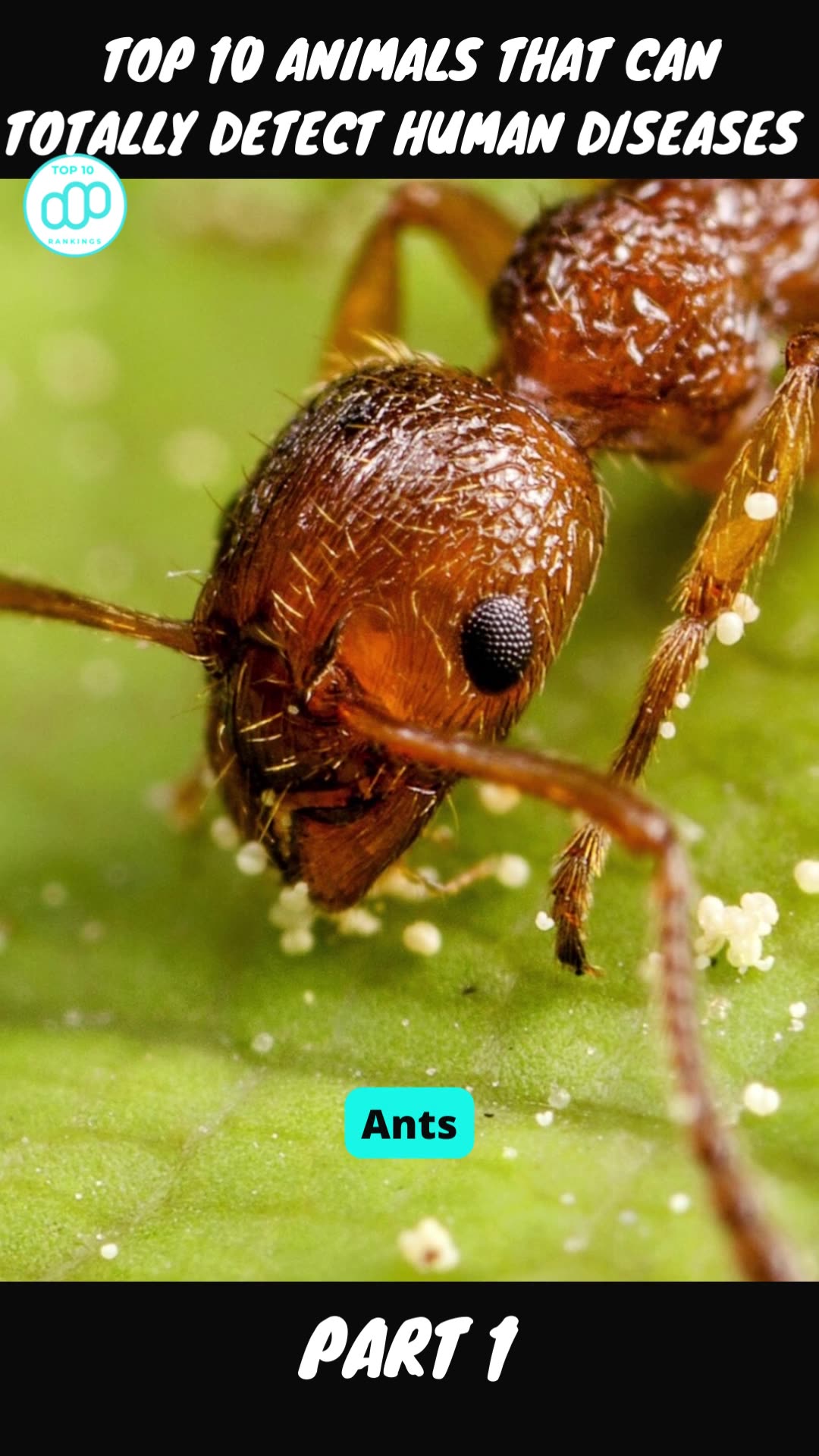 Top 10 Animals That Can Totally Detect Human Diseases Part 1