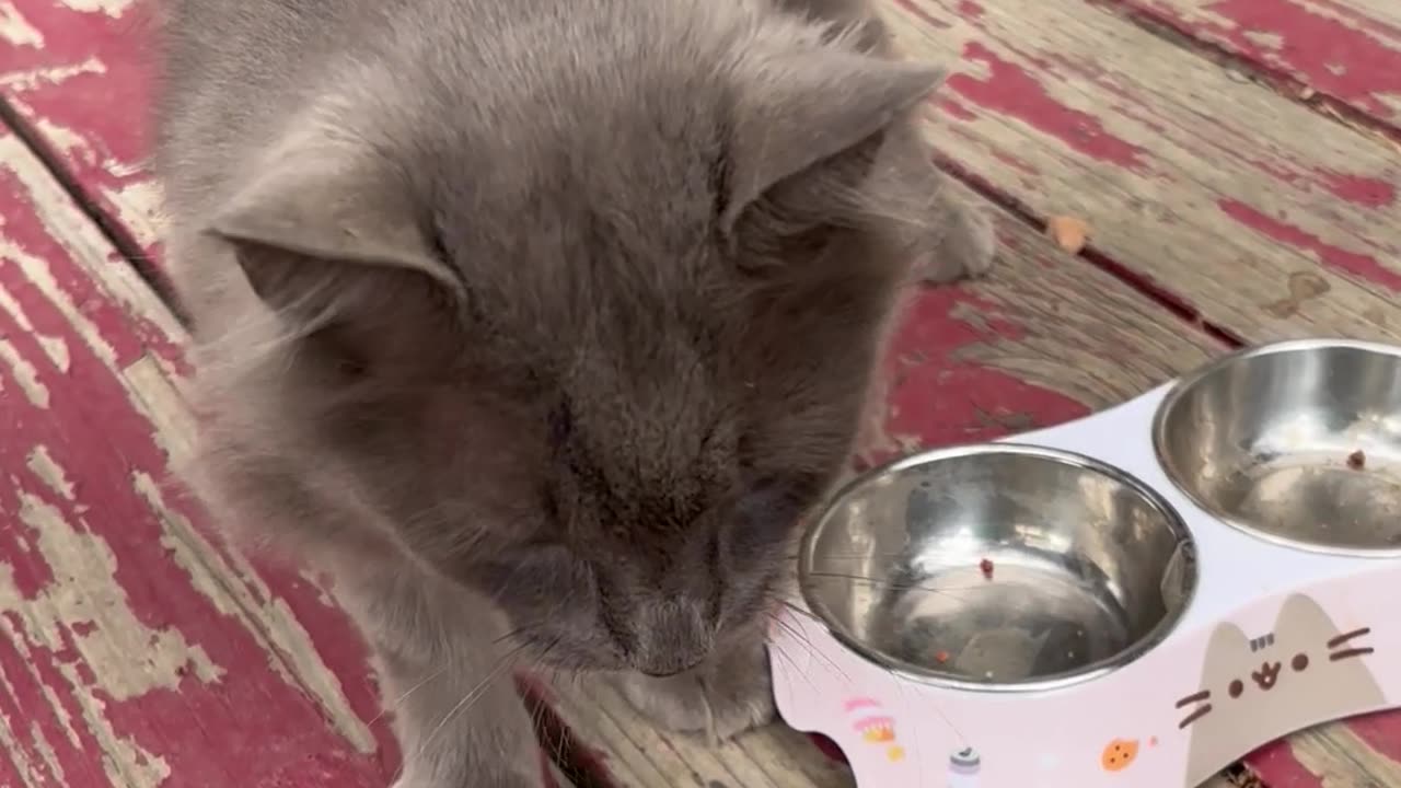 Squeaky The Friendly Barn Cat