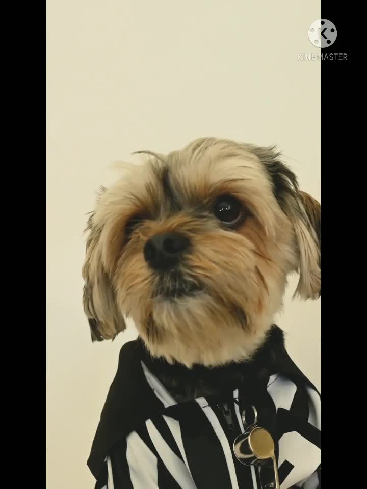 The most funny and most willy dog