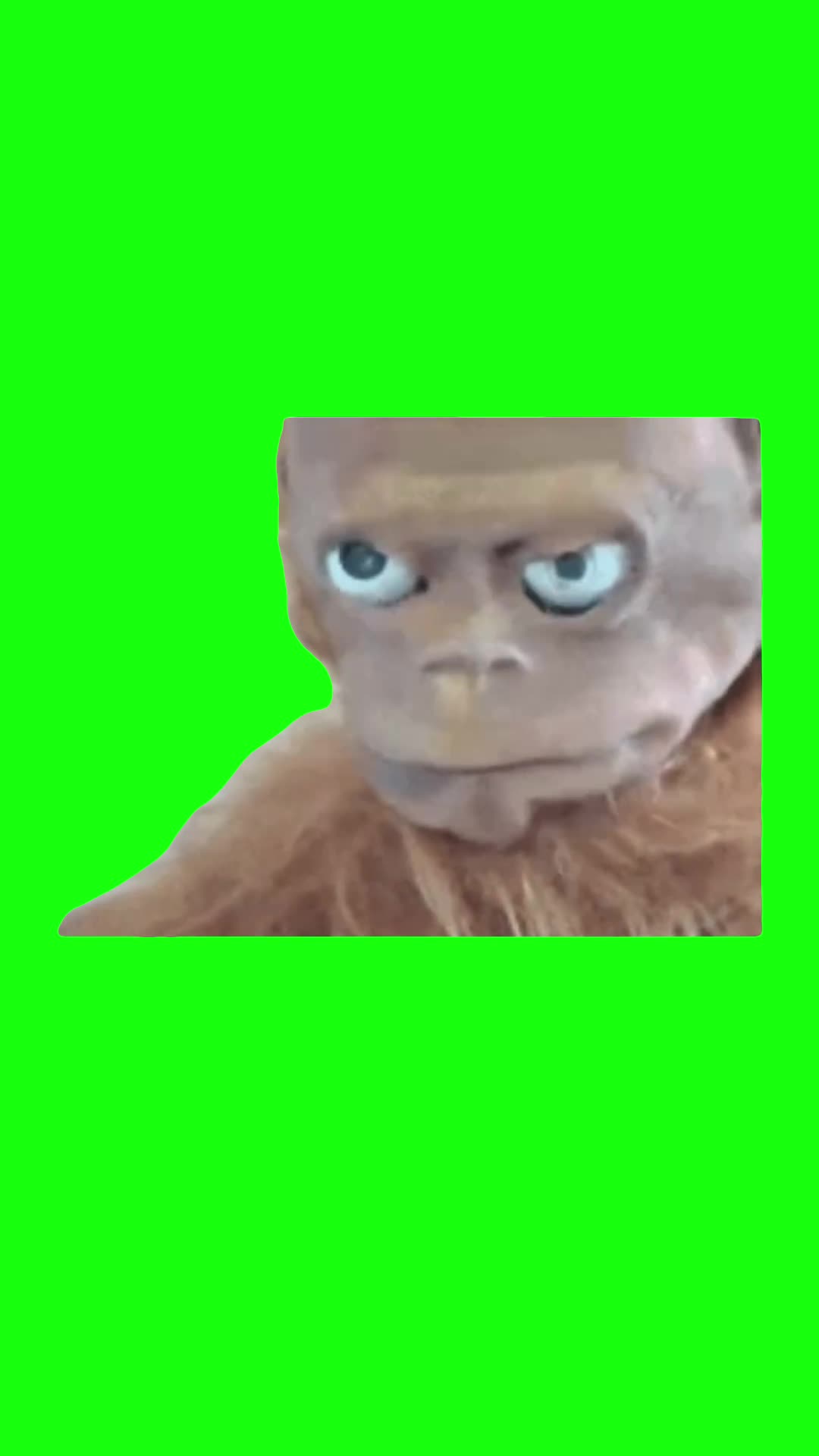 Revelation Monkey | Green Screen