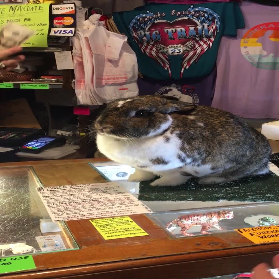 Adorable Bunny Helps at the Checkout