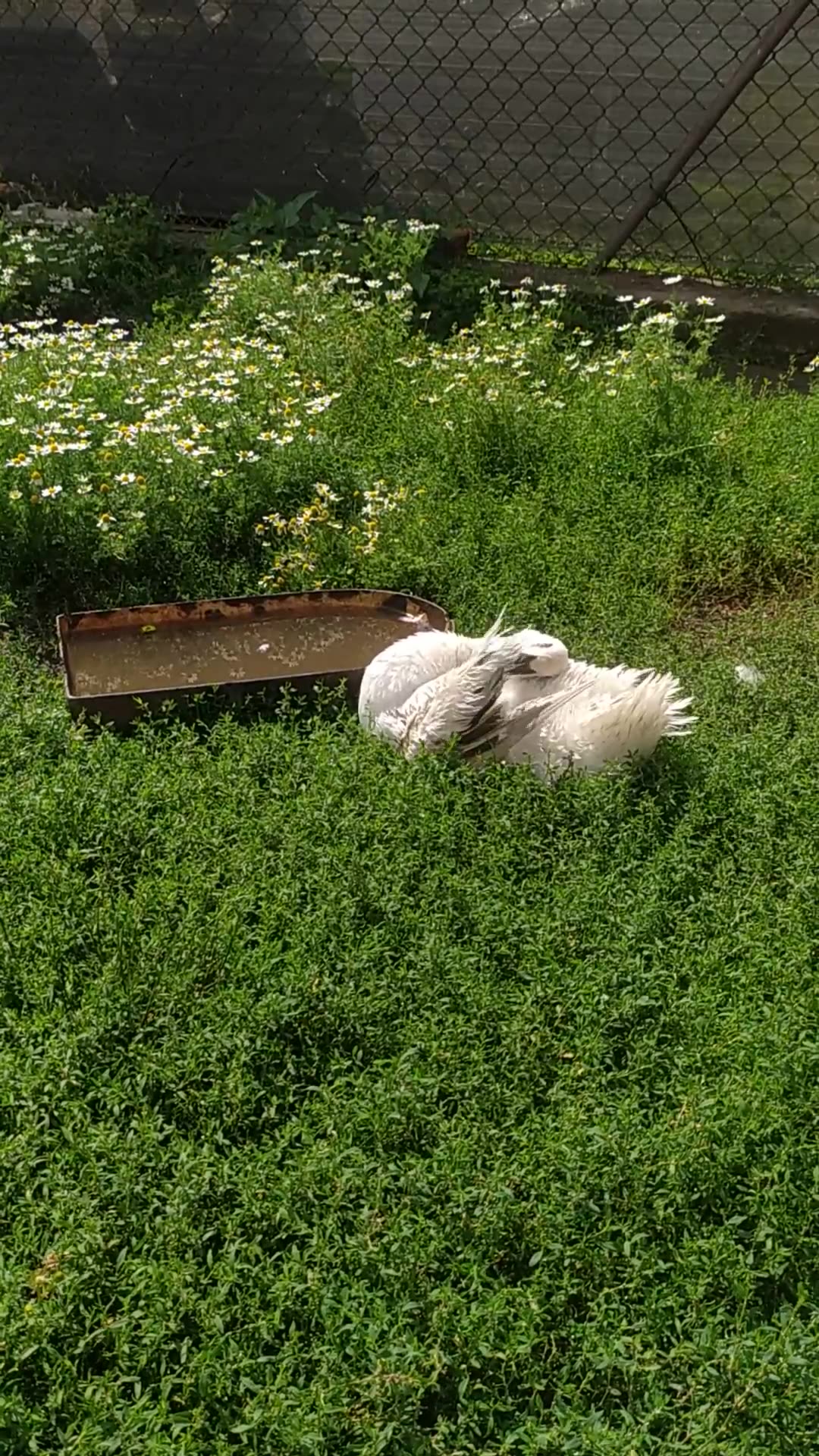 Zelda is taking a bath
