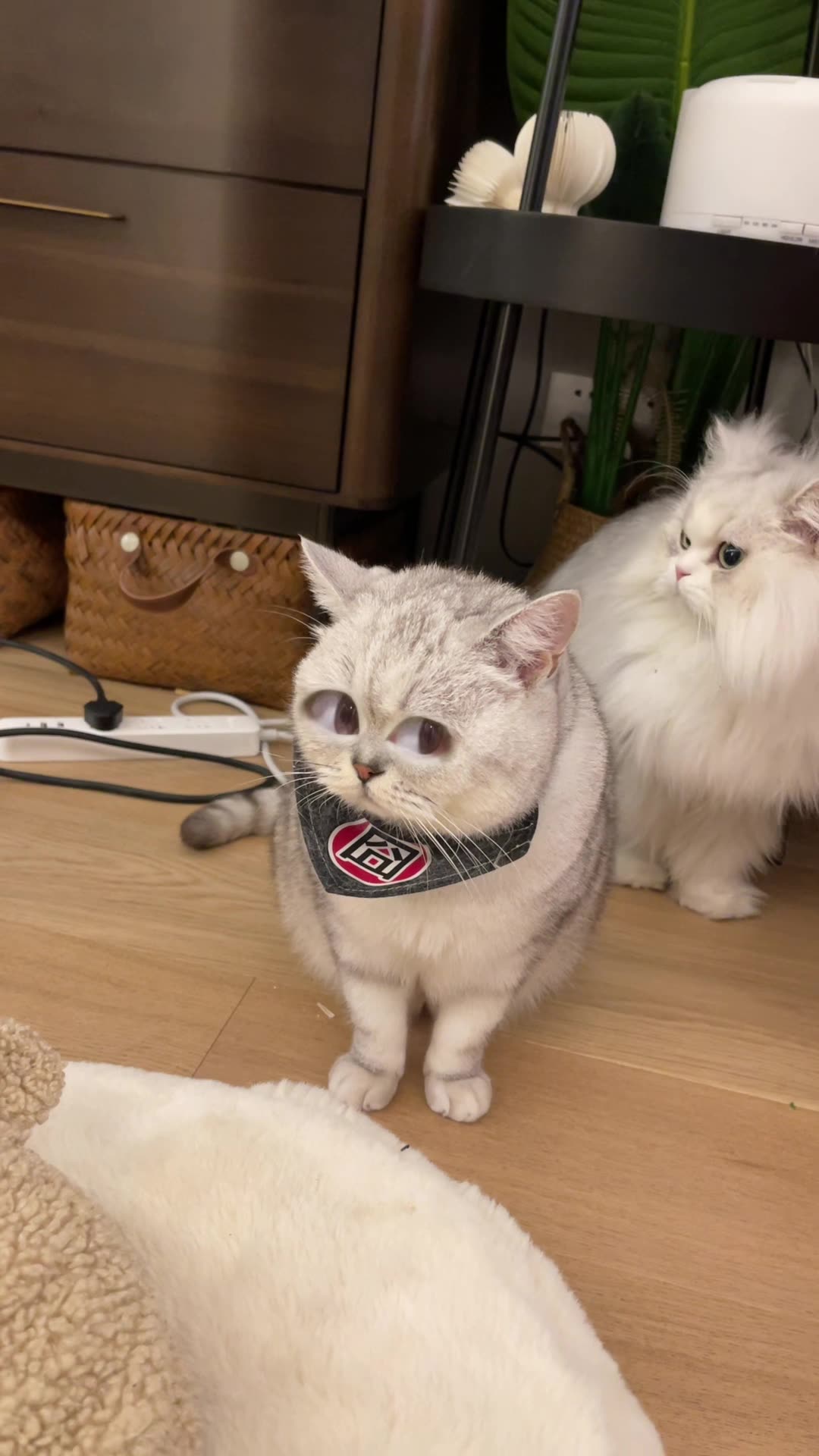 Suspicious Cats Planning to Do Something Bad Bad