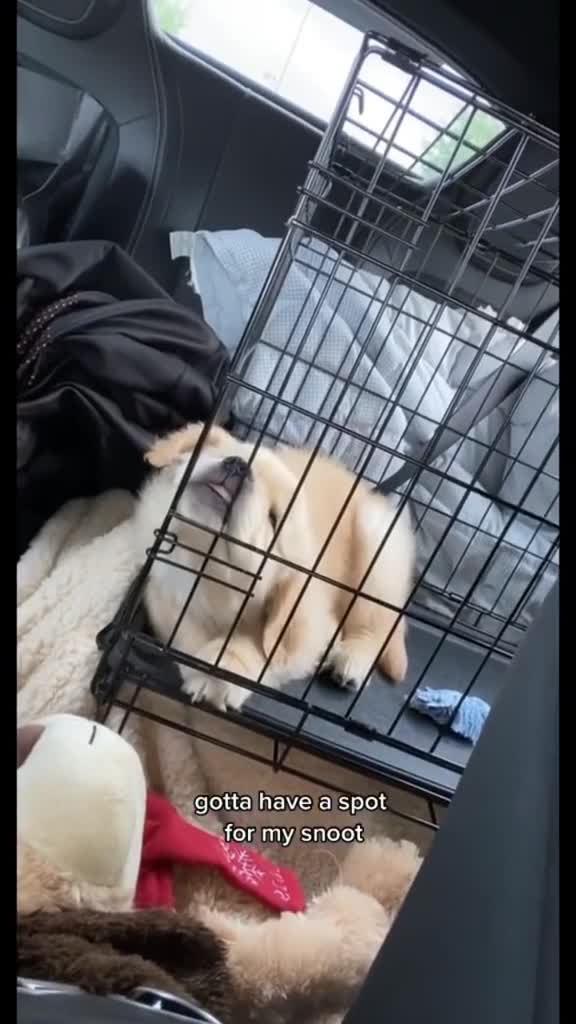 Its snoot👃🤣