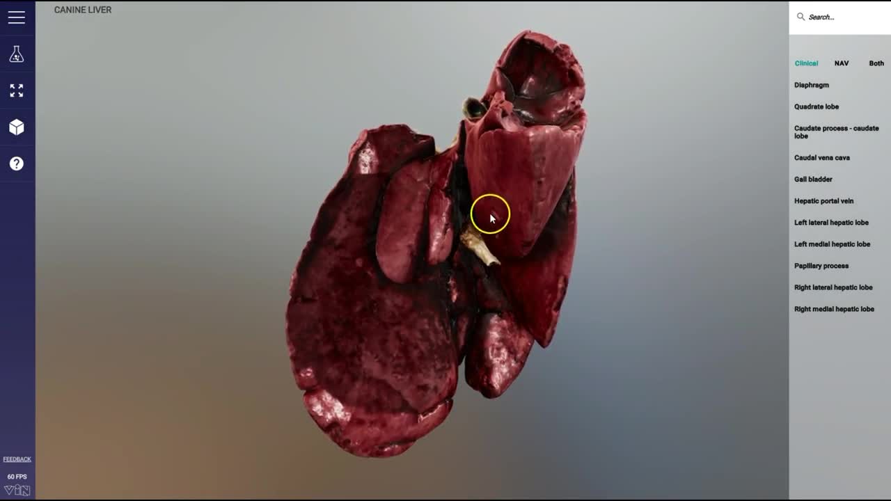 High resolution scans - Canine liver - 3D Veterinary Anatomy & Learning ...