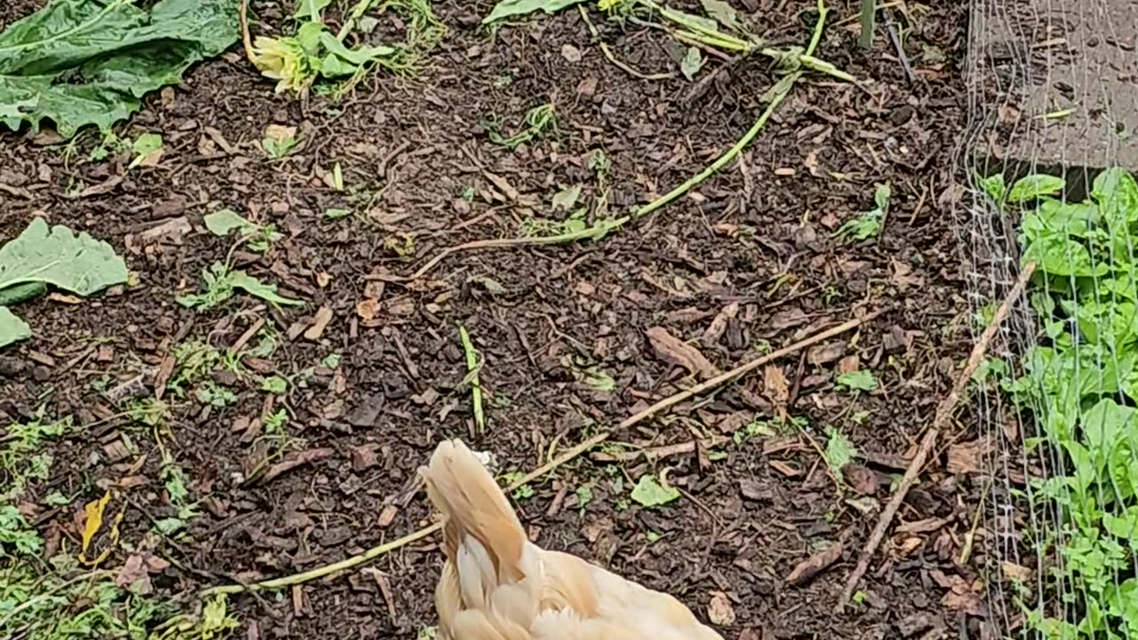 OMC! Three of my little chicken friends enjoying their morning together ...
