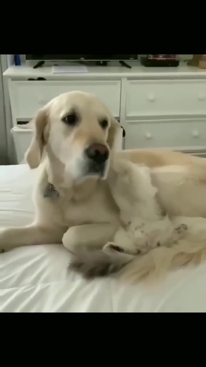 Here is the ear🐕🐱