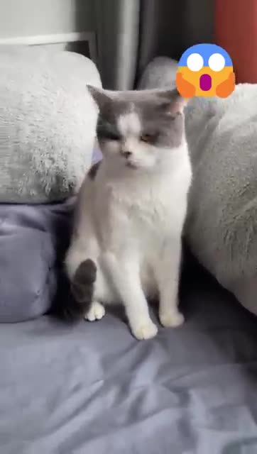 The True Kitty Story of ding ding Diary