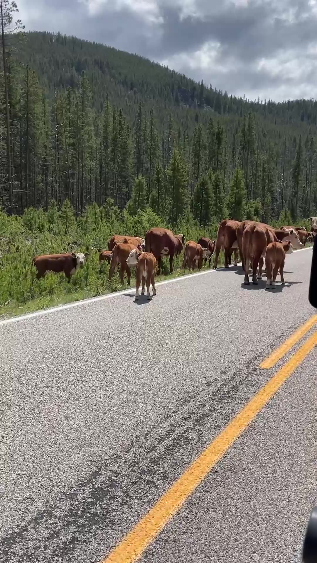 Caught In Montana Cattle Drive
